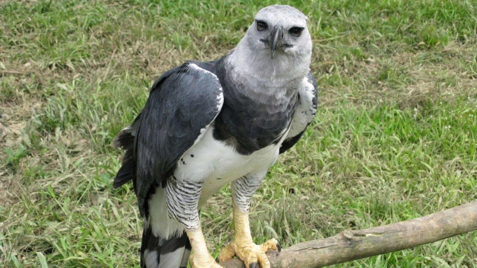 15 Fierce Birds of Prey That Rule the Skies