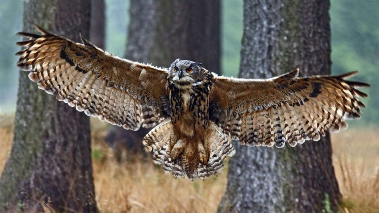 15 Fierce Birds of Prey That Rule the Skies