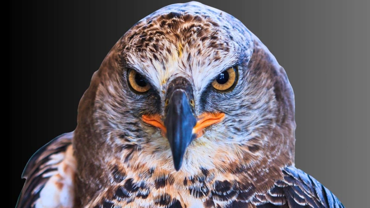 15 Fierce Birds of Prey That Rule the Skies