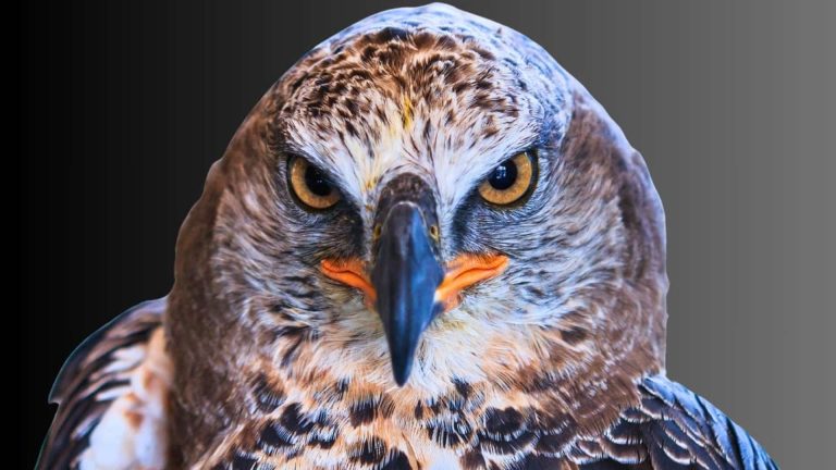 15 Fierce Birds of Prey That Rule the Skies