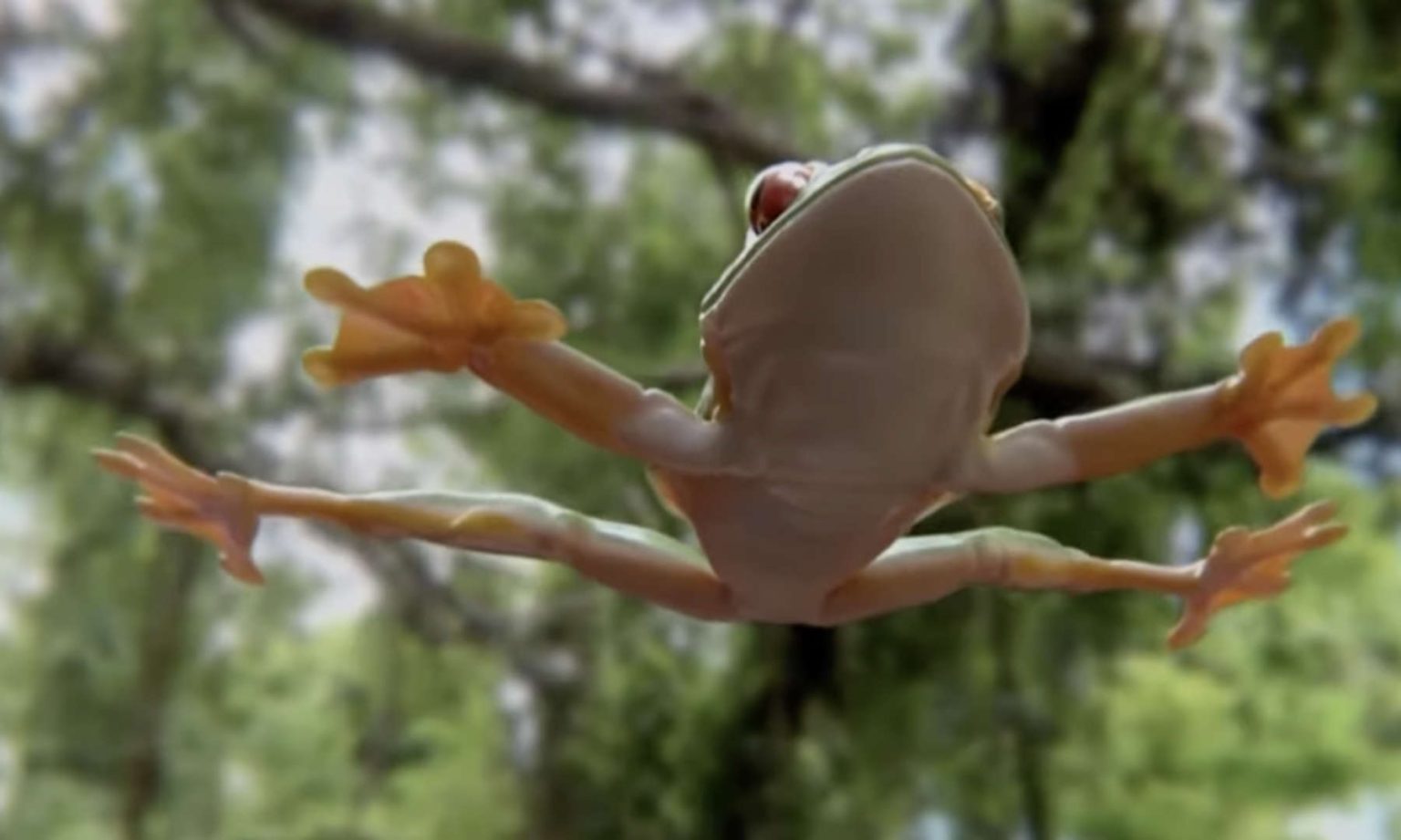 12 Photos of Animals That You’d Never Expect Could Fly