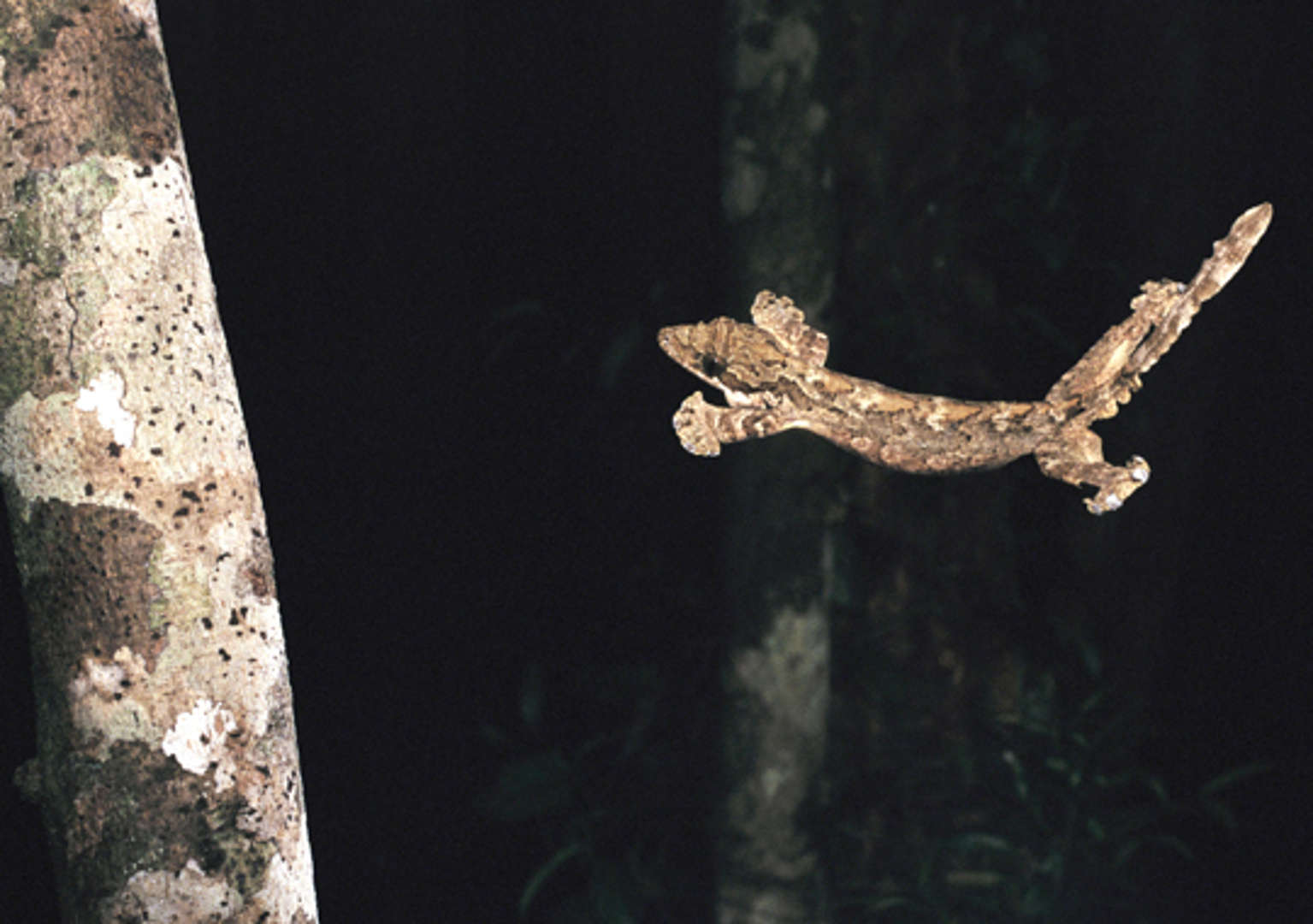 12 Photos of Animals That You’d Never Expect Could Fly