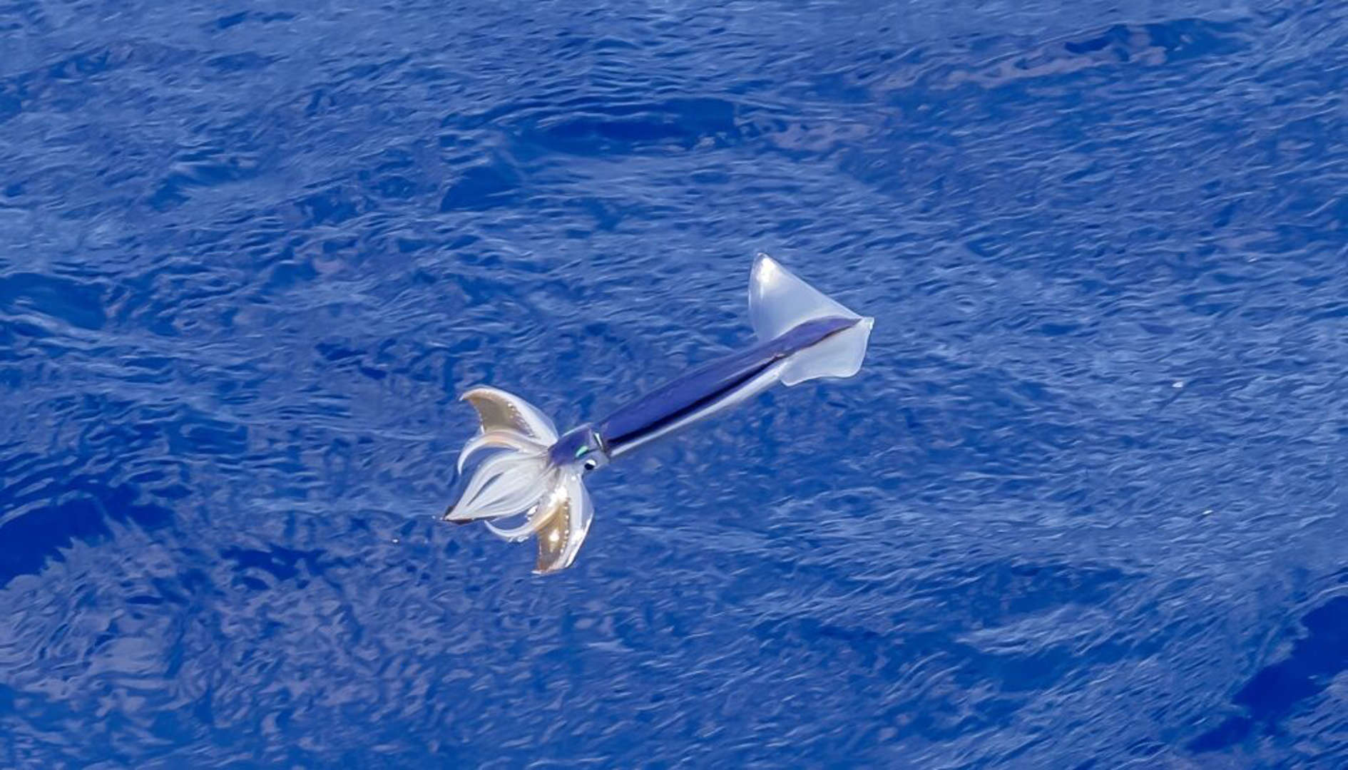 12 Photos of Animals That You’d Never Expect Could Fly