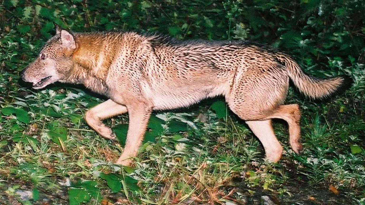 20 Unrecognizable Animals That Prove Cryptozoology Isn’t All Hype