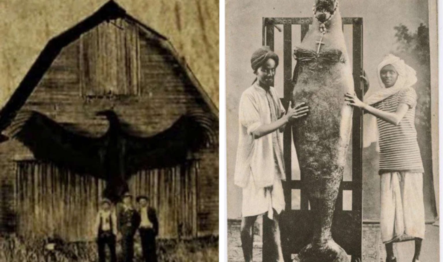 20 Unrecognizable Animals That Prove Cryptozoology Isn’t All Hype