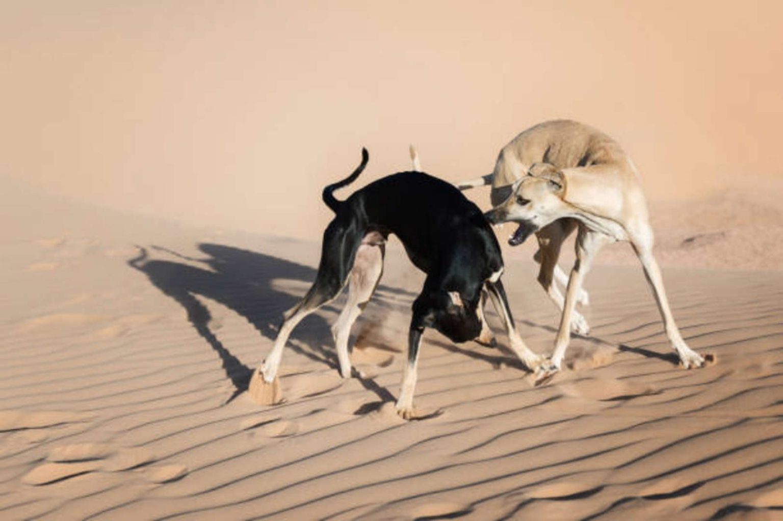 10 African Dogs Bred To Dominate The Wild