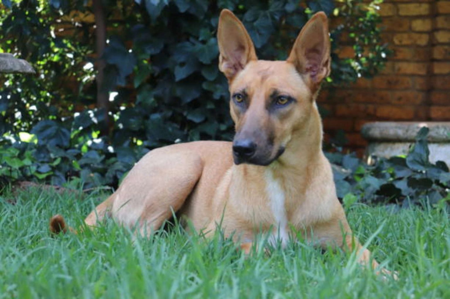 10 African Dogs Bred To Dominate The Wild